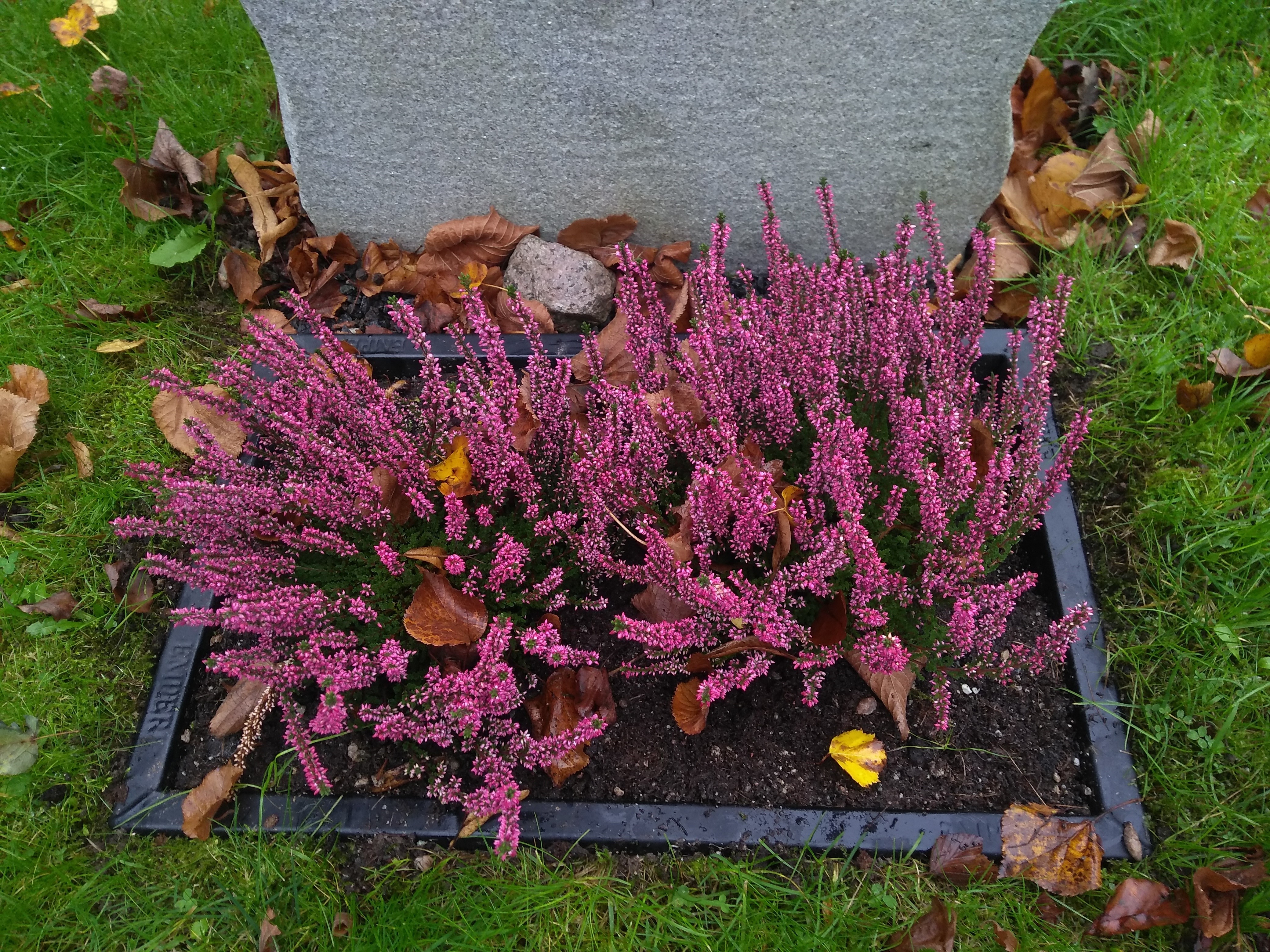 Stell av grav - Gravplassmyndigheten i Asker